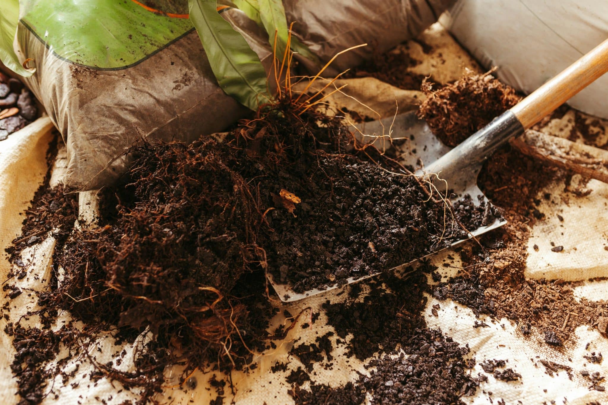 How to Get Rid of Soil Mites: Identification and Treatment