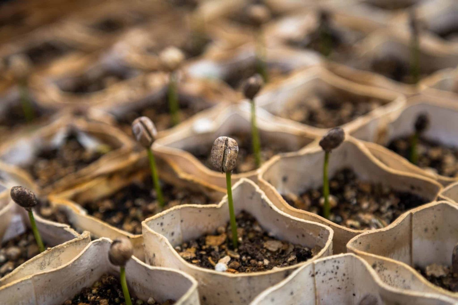 What Does Lime Do to Soil? Benefits and Application